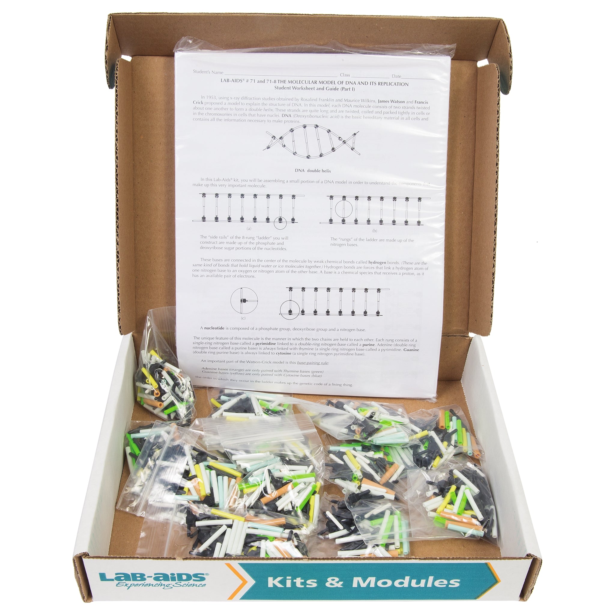 Molecular Model of DNA Kit | Pitsco Education